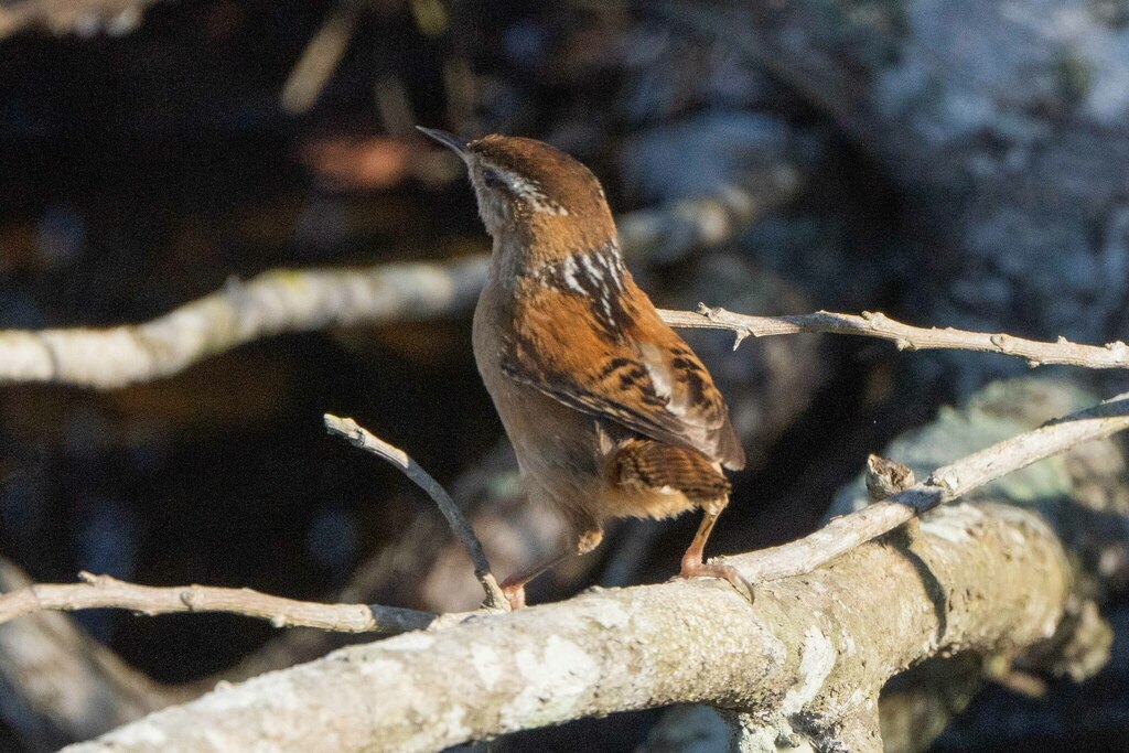 Marsh Wren from Brazos Bend SP, Fort Bend County, TX, USA on January 24 ...