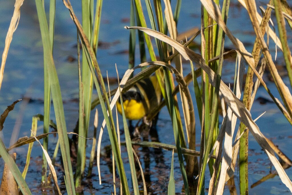 Common Yellowthroat from Brazos Bend SP, Fort Bend County, TX, USA on ...