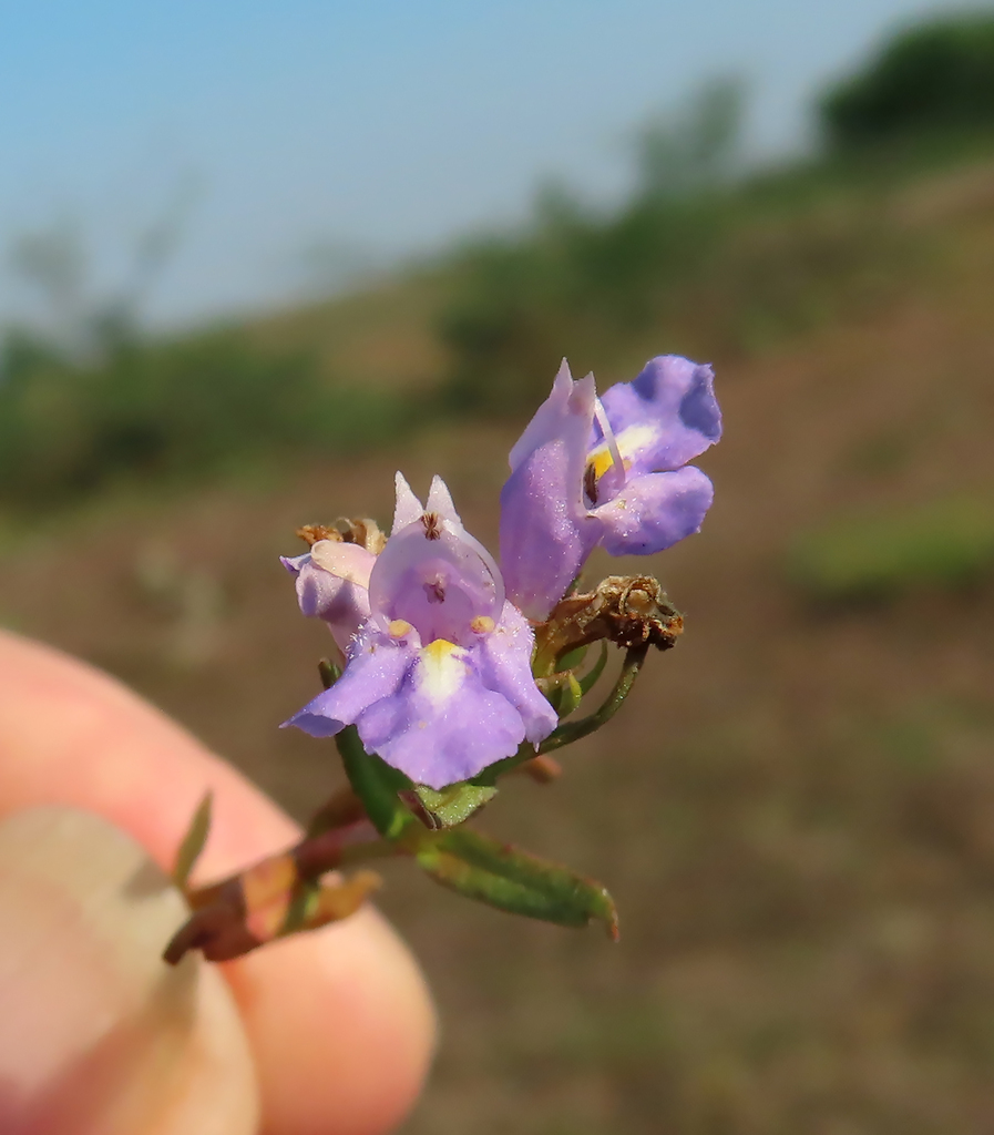 Vandellia from Chi Kraeng, Cambodia on January 08, 2025 by Sara Deutch ...