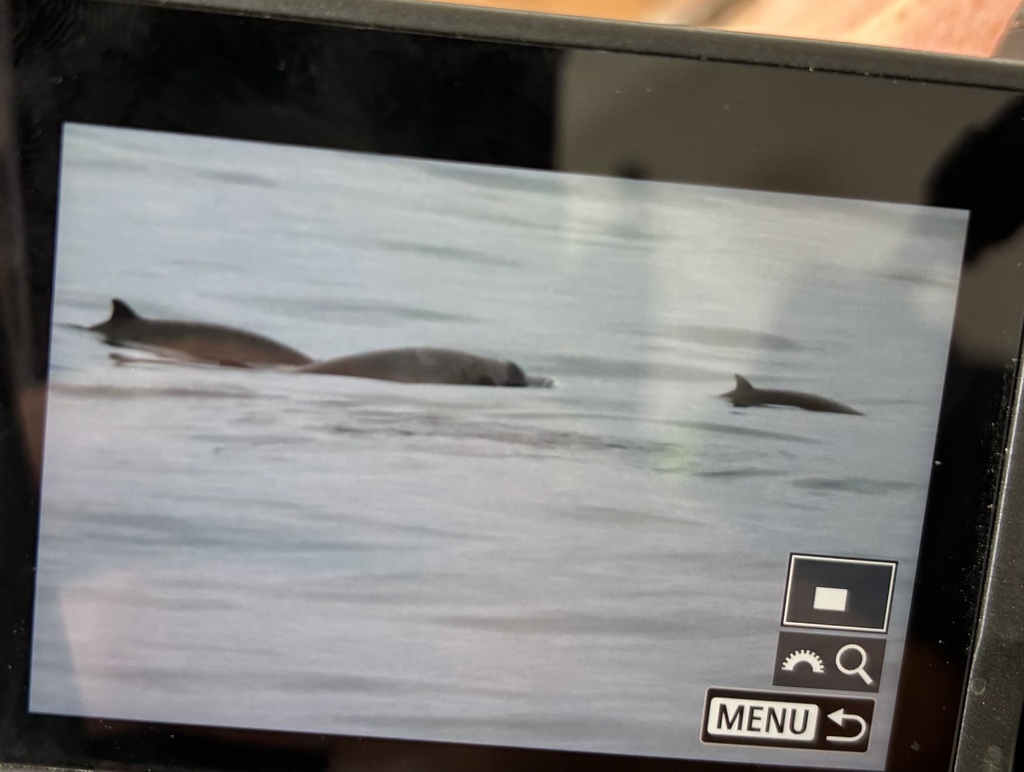 Strap-toothed Beaked Whale from Indian Ocean on January 29, 2025 at 08: ...