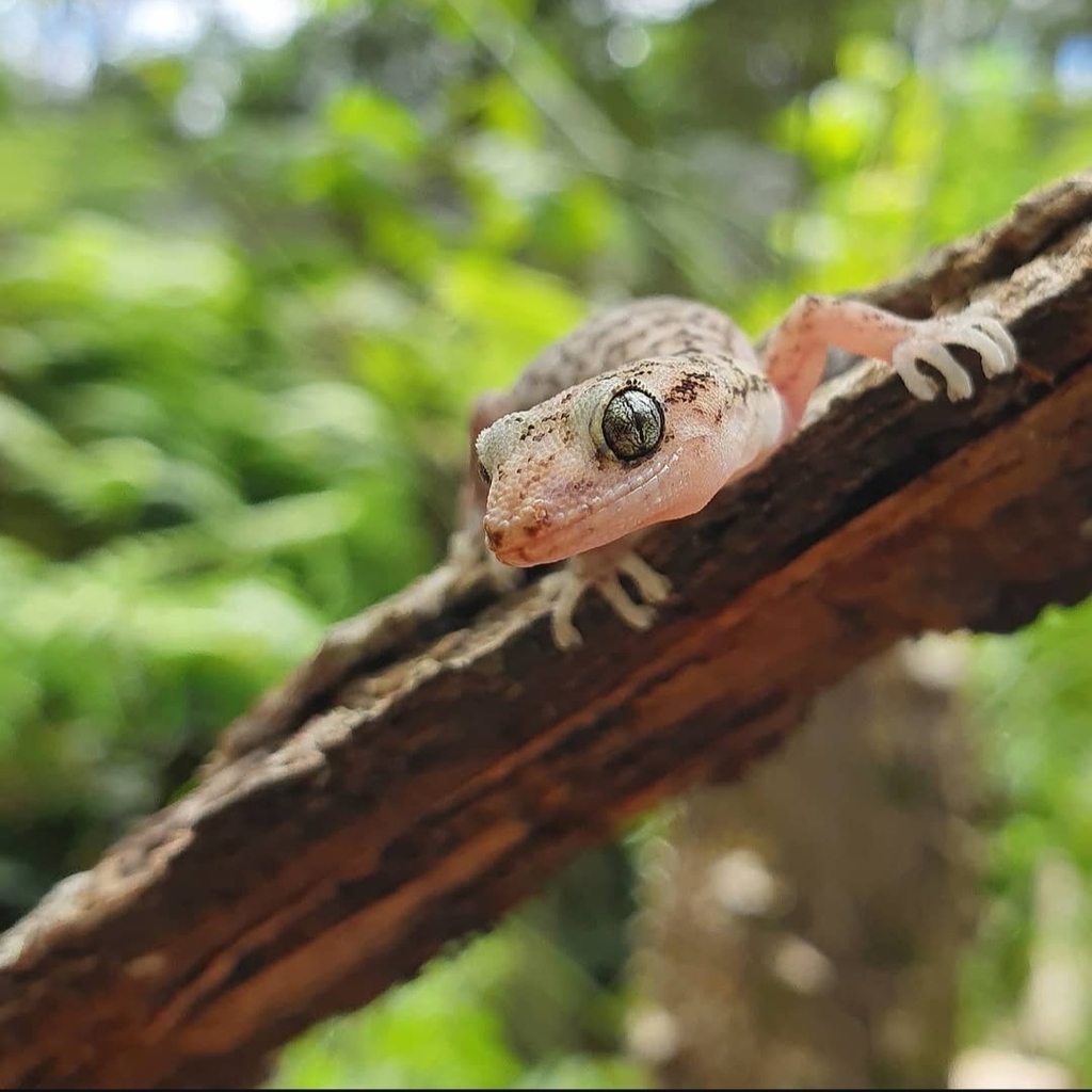 Southern Marbled Gecko from Wandin North VIC 3139, Australia on January ...