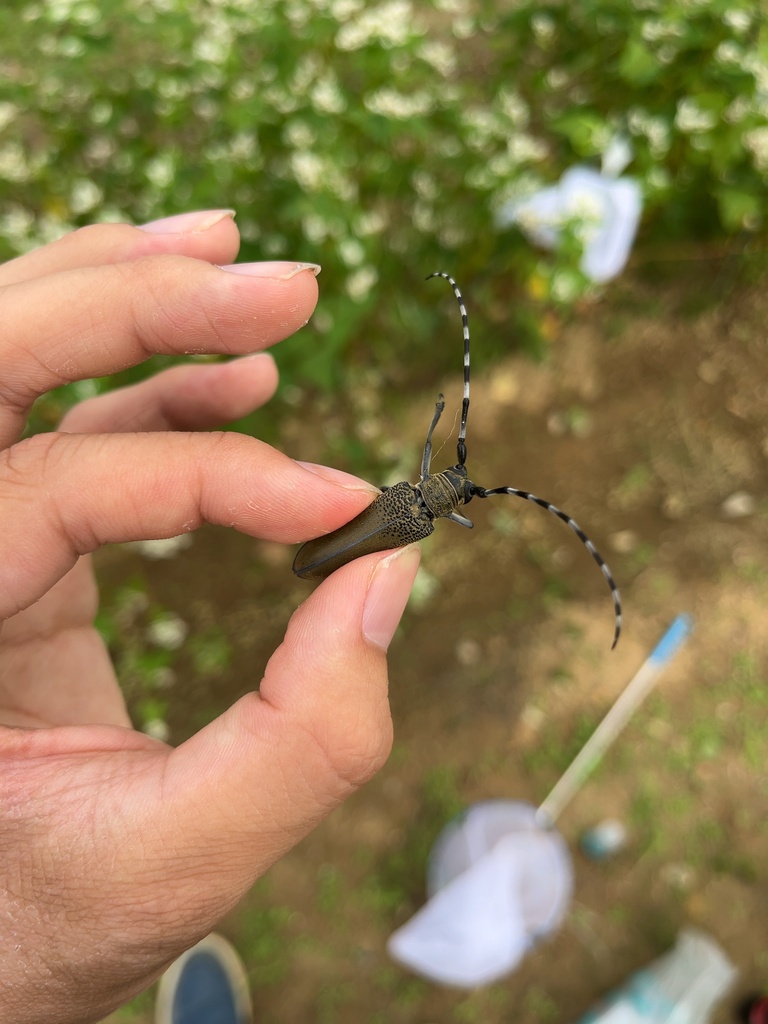 Apriona rugicollis from 本州, 津市, 三重県, JP on June 26, 2024 at 04:47 PM by ...