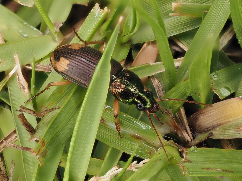 Chlaenius hamifer from 本州, 津市, 三重県, JP on June 10, 2024 at 09:45 PM by ...