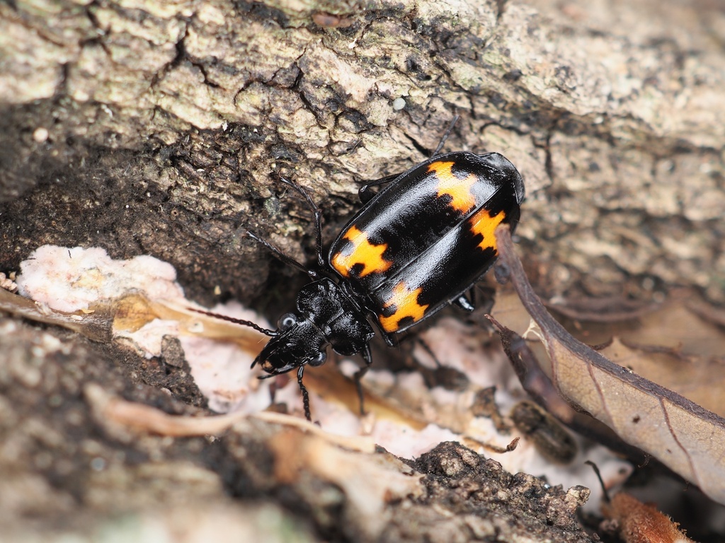 Lioptera erotyloides from 琵琶湖国定公園, 宇治市, 京都府, JP on April 28, 2024 at 07 ...