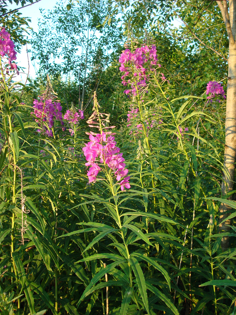 fireweed from Глазовский р-н, республика Удмуртия, Россия on July 26 ...