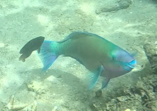 Palenose Parrotfish from Fitzroy Island QLD, Australia on January 25 ...