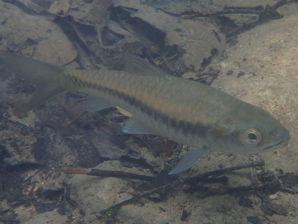 Blue Mahseer Barb (Neolissochilus stracheyi) - Marine Life Identification