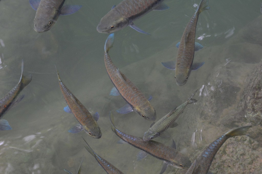 Blue Mahseer Barb (Neolissochilus stracheyi) - Marine Life Identification