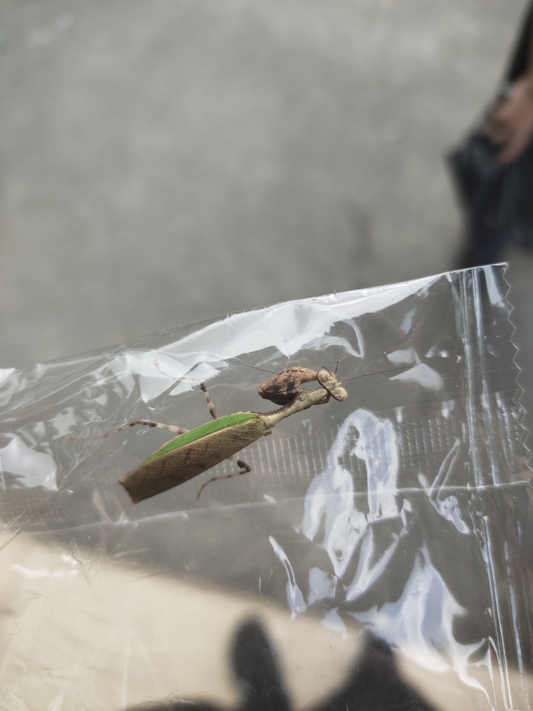 Acromantis from 八打雁, 菲律宾 on August 13, 2023 at 09:12 AM by bjmtr ...