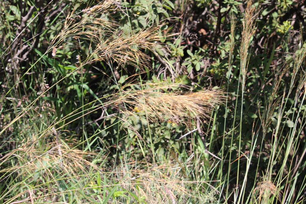 Common Russet Grass from Kloofendal, Roodepoort, 1709, South Africa on ...