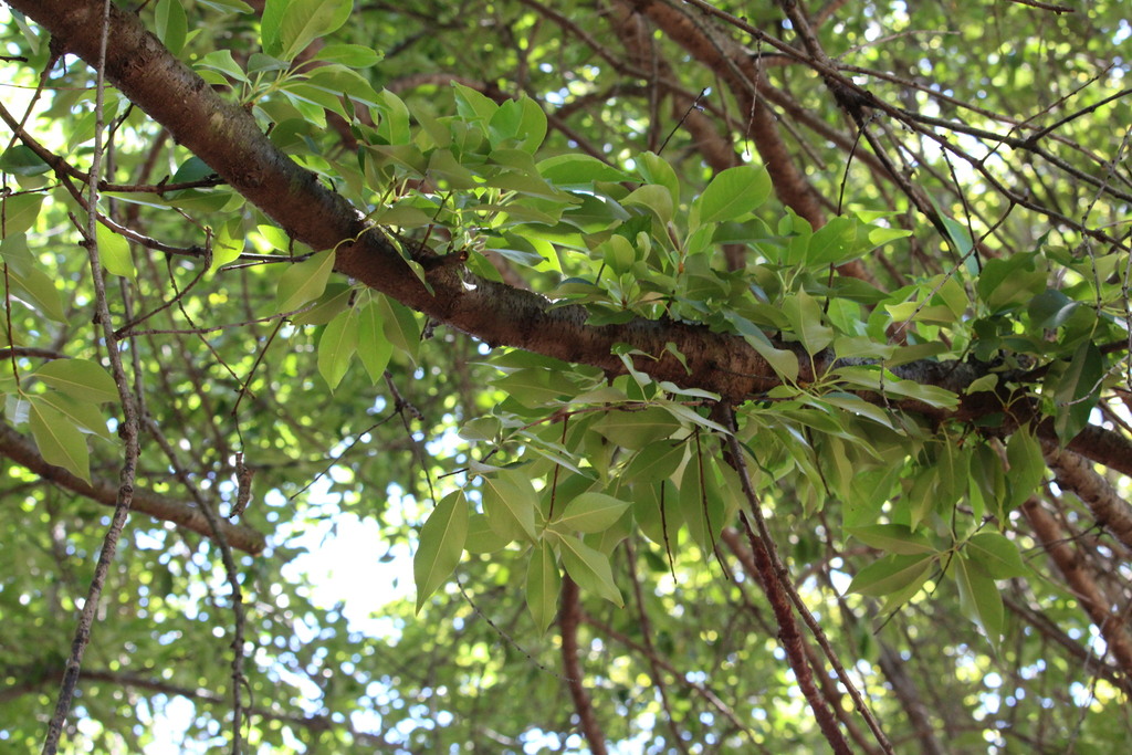 Simon's Poplar from Kloofendal, Roodepoort, 1709, South Africa on ...