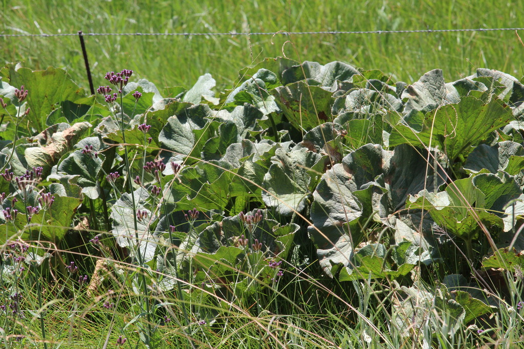River Pumpkin from West Rand District Municipality, South Africa on ...