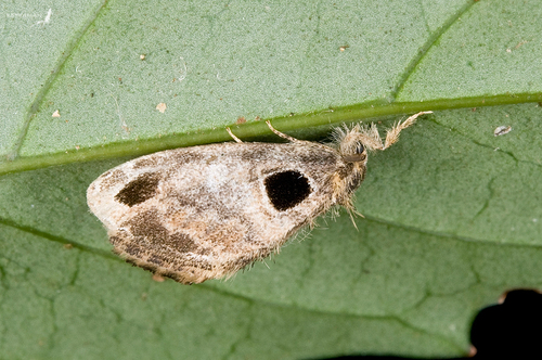 Genus Medama · iNaturalist