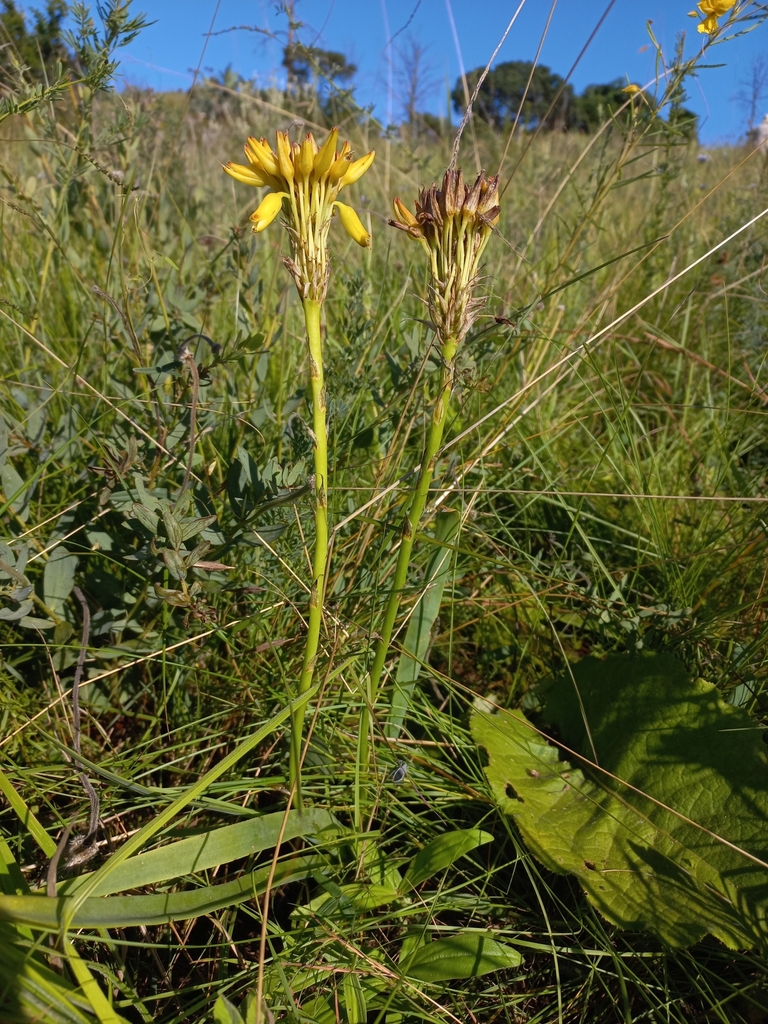 dwarf yellow grass aloe from Mahogany Ridge, Pinetown, 3608, South ...