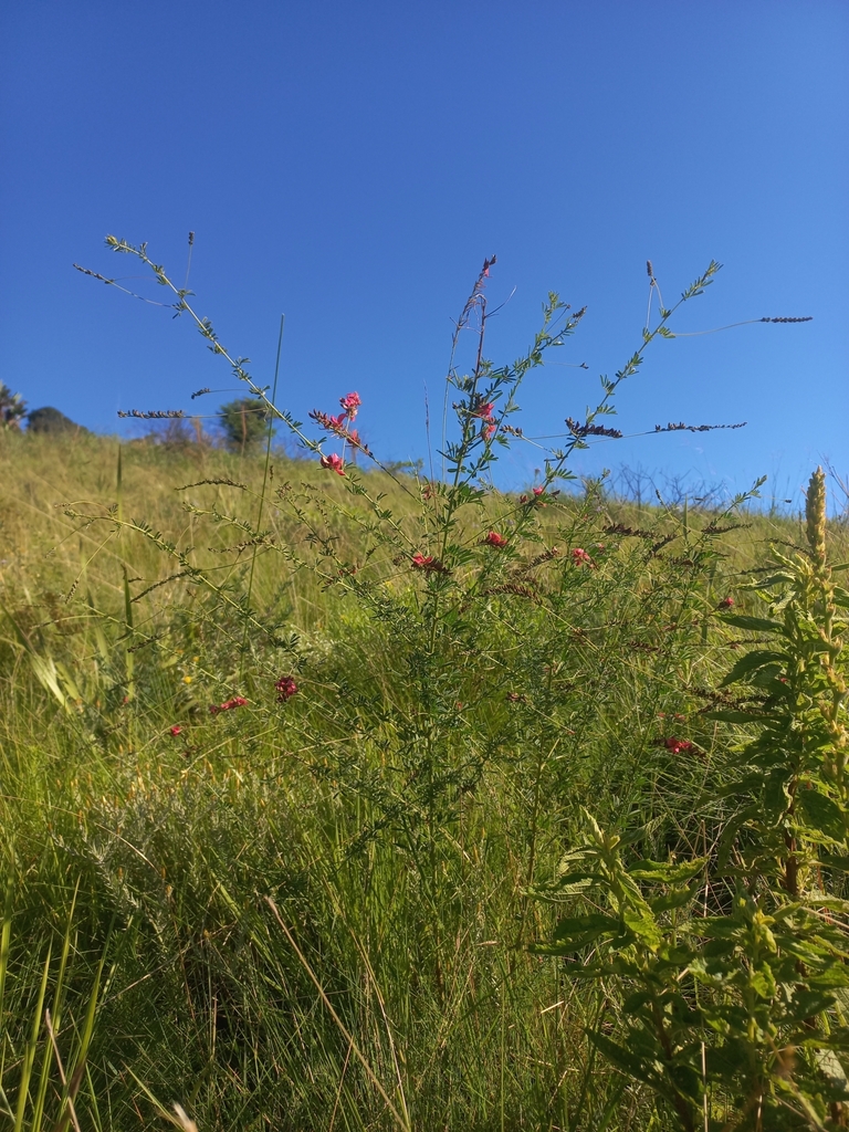 Indigos from Mahogany Ridge, Pinetown, 3608, South Africa on January 29 ...