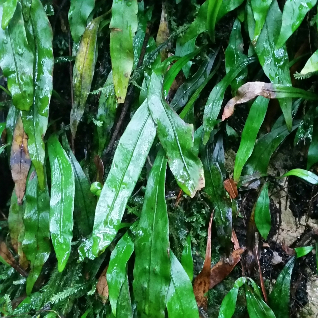 Lance Fern from New Zealand on July 31, 2019 at 02:00 PM by Em ...