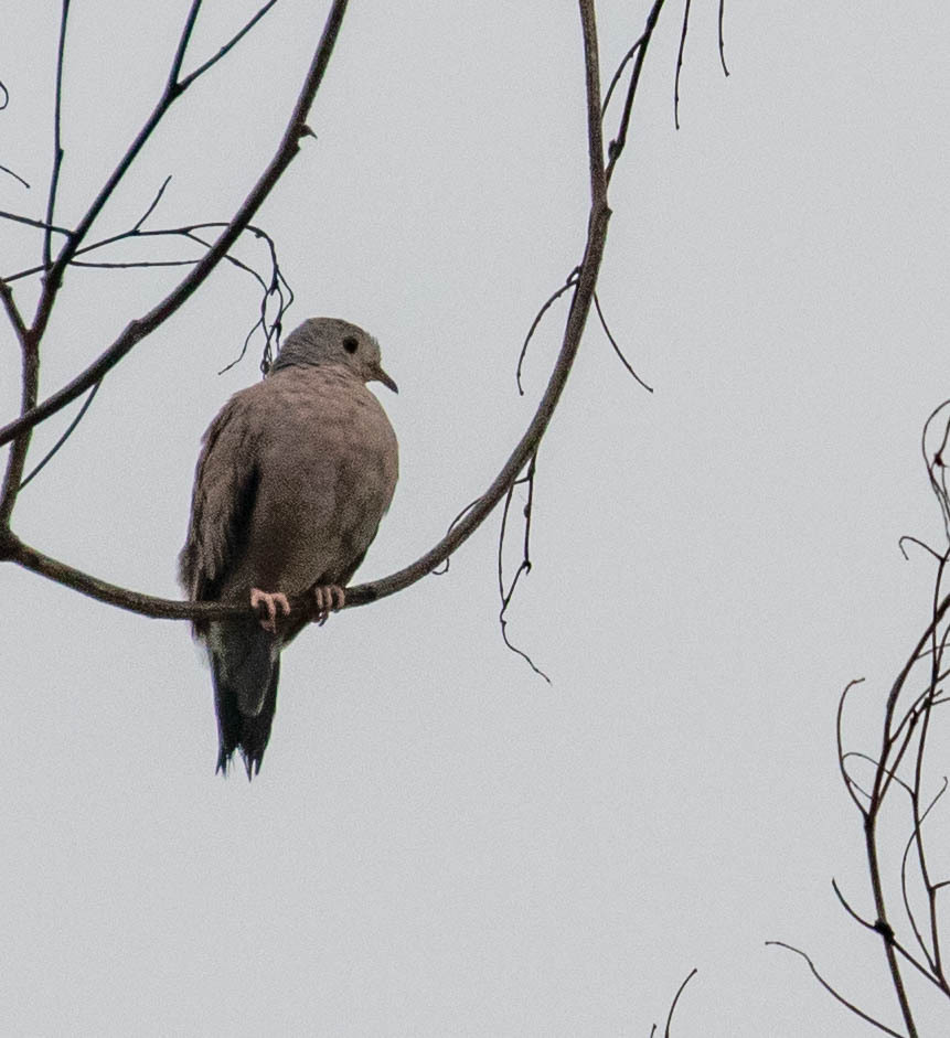 Plain-breasted Ground Dove from Orange Walk District, Belize on January ...