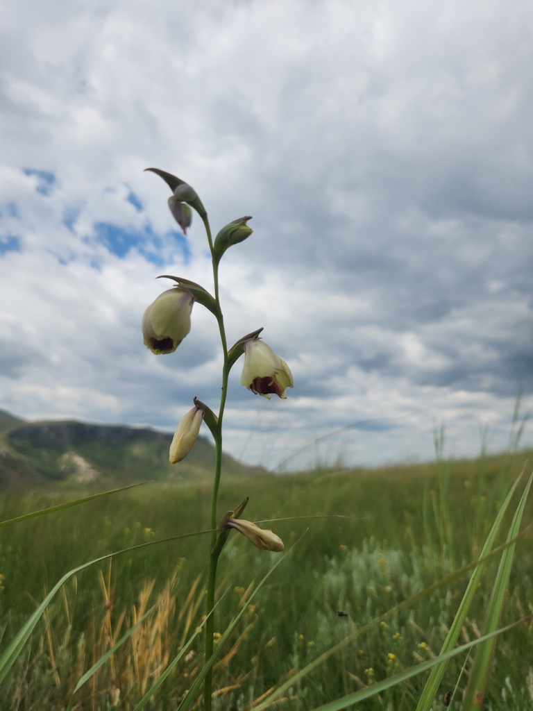 goldblotch gladiolus from Golden Gate Highlands NP, Golden Gate ...
