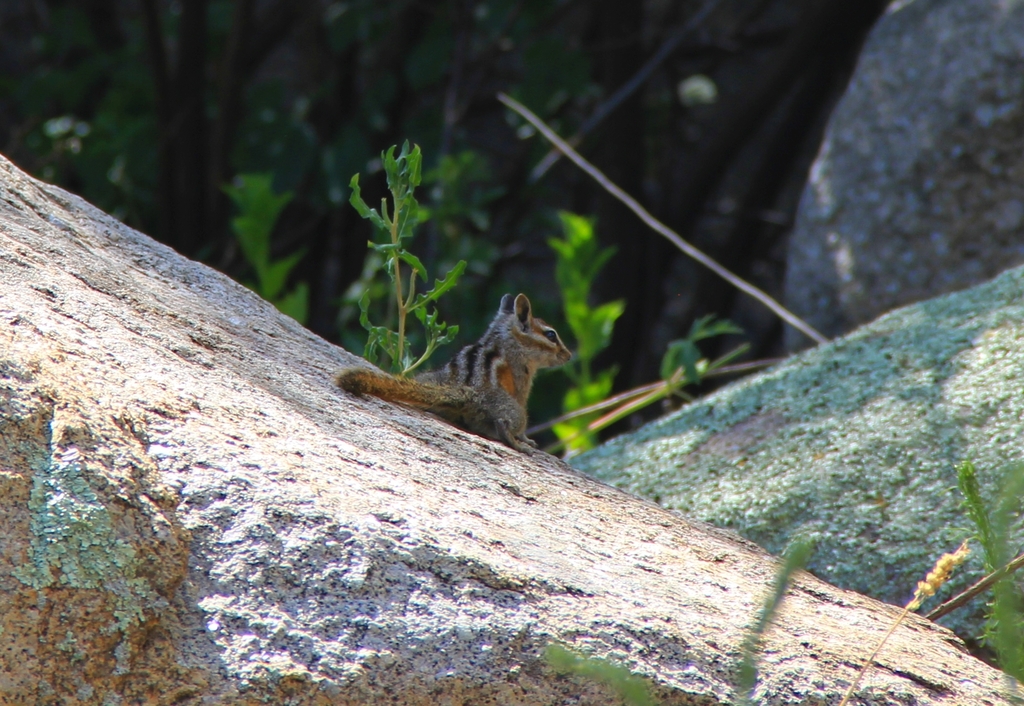 Organ Mountains Chipmunk (Neotamias quadrivittatus australis) - Know ...