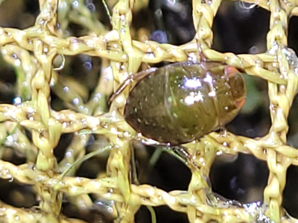 saucer bug from Zuidhorn, Nederland on June 23, 2023 at 03:21 AM by ...