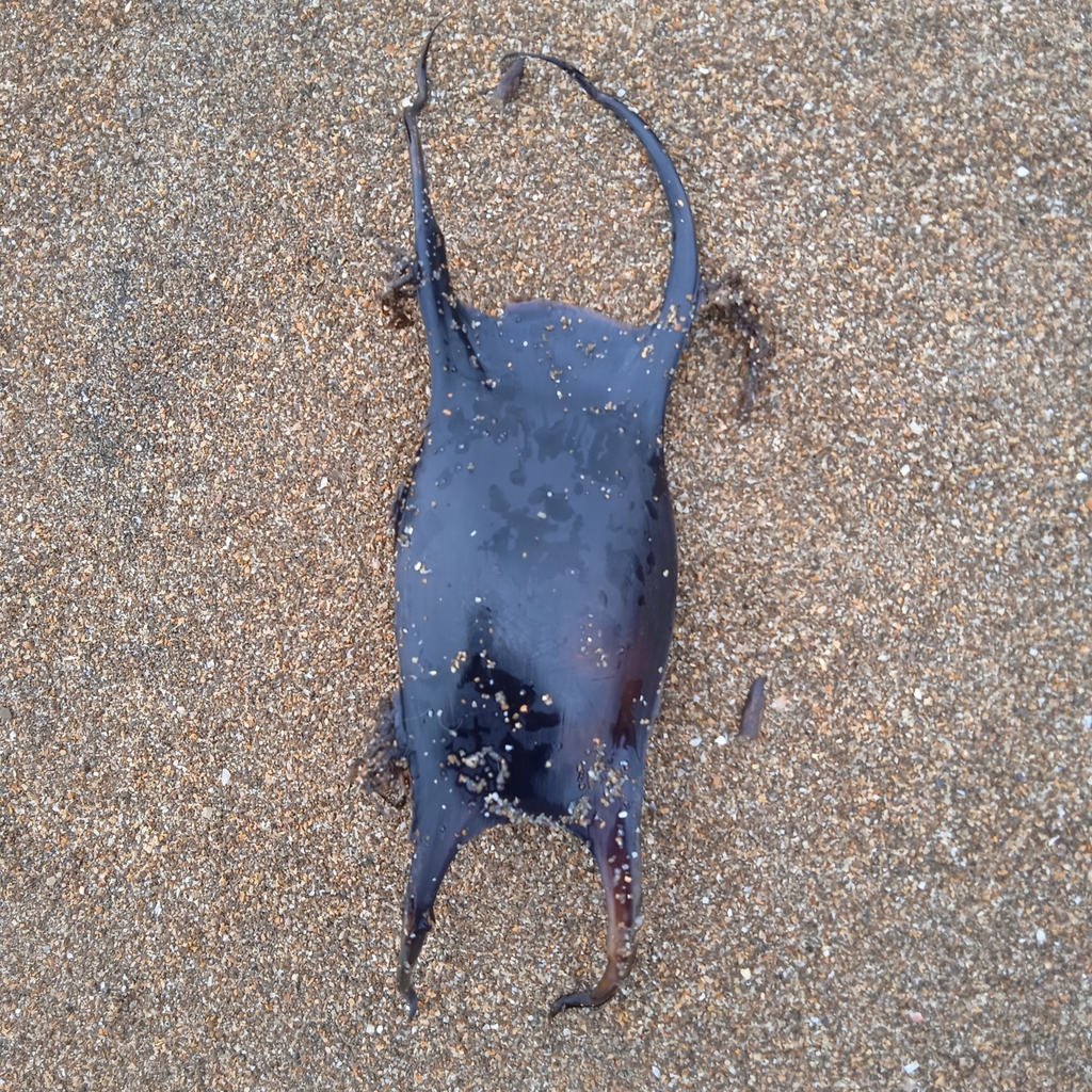 Spotted Skate from Faro Zumaia, 20750 Zumaya, Guipúzcoa, Espainia on ...