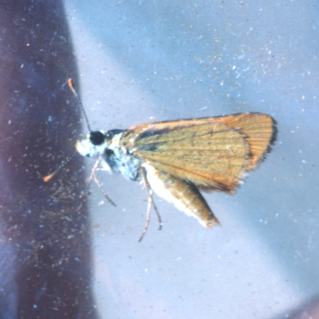 Orange Skipperling from Kickapoo Cavern SP, Kinney Co., TX on October 8, 1988 by Chuck Sexton ...