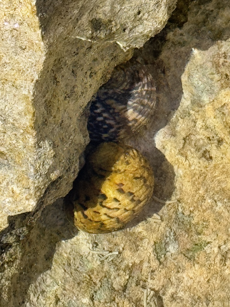 West Indian Top Shell from Spittal Pond Nature Reserve, Bermuda, BM on ...