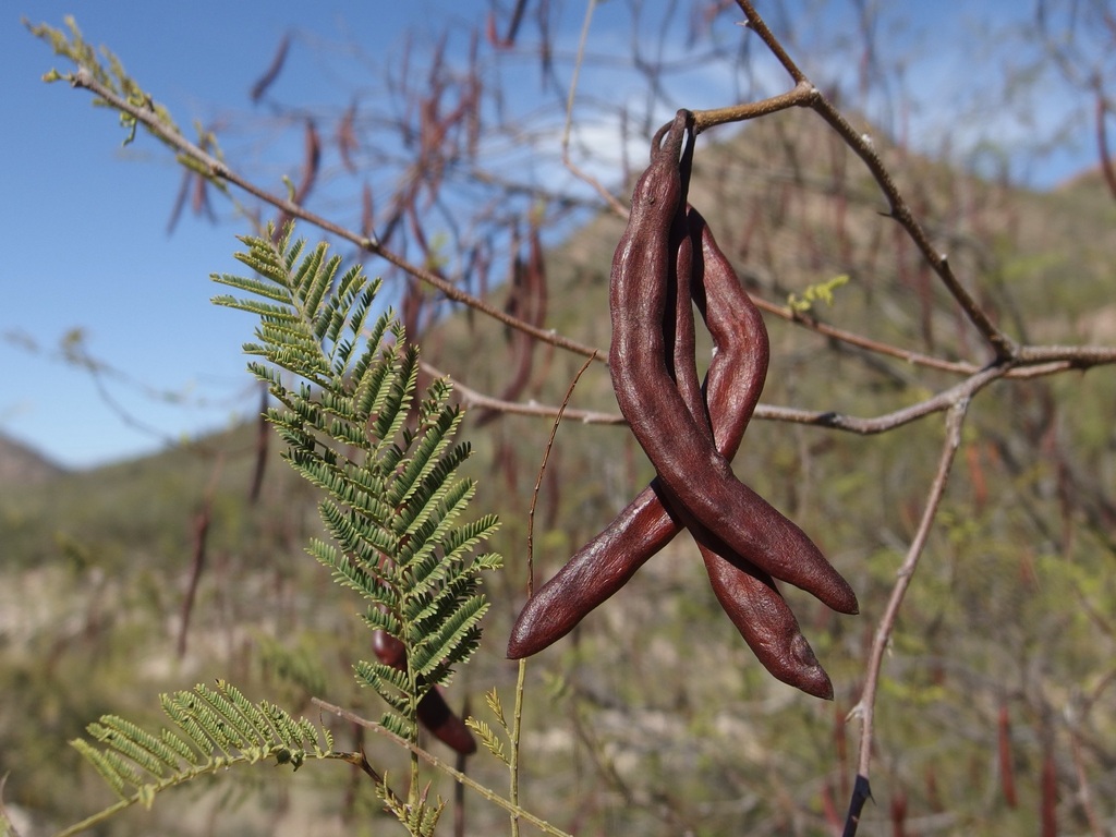 Boat-spine Acacia from Guaymas Municipality, Sonora, Mexico on January ...