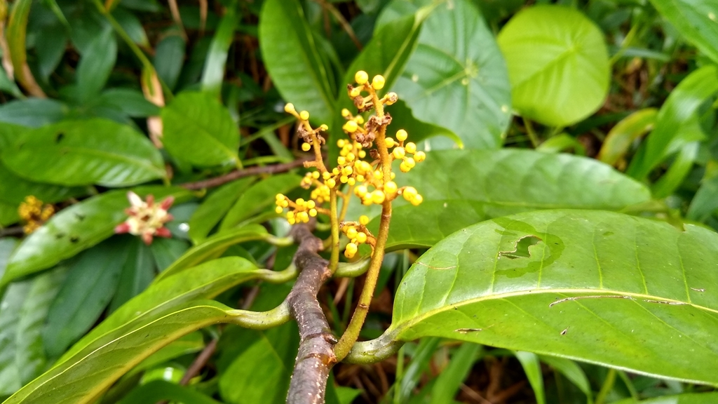 Horsfieldia nunu from Kosrae, FM on July 31, 2019 at 11:19 AM by Dana ...