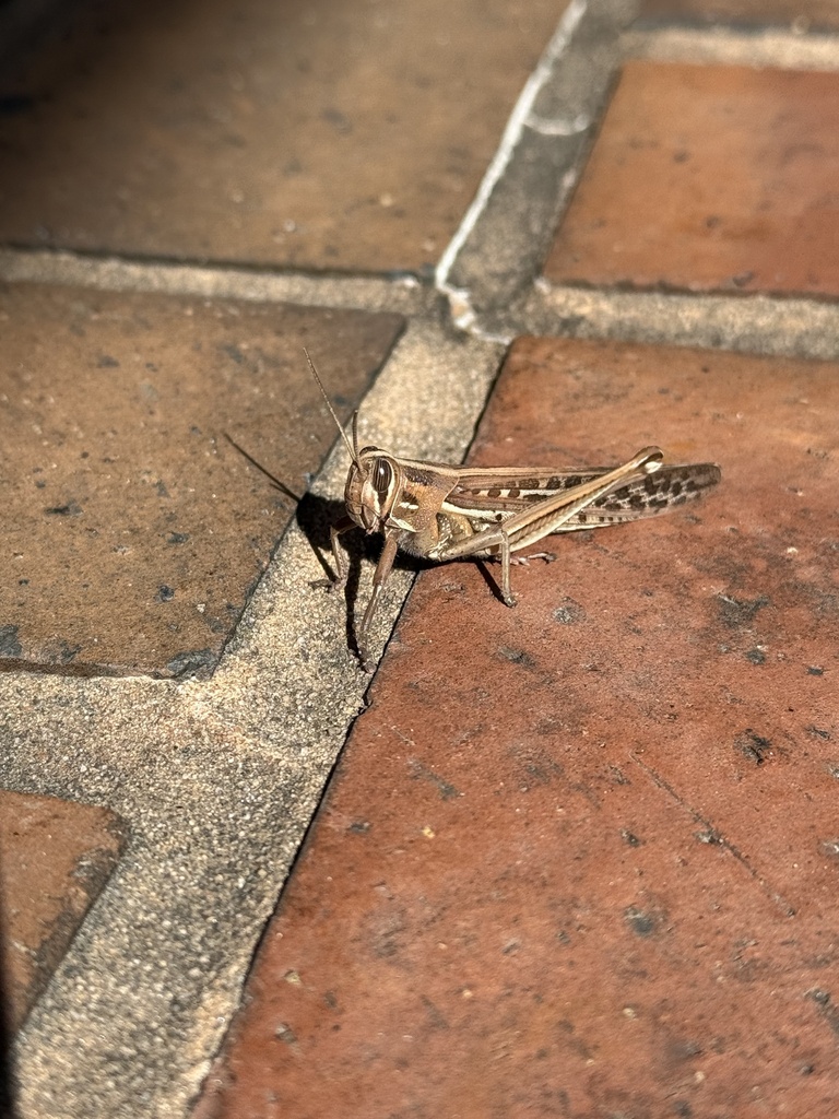 American Bird Grasshopper from University of Georgia, Athens, GA, US on ...