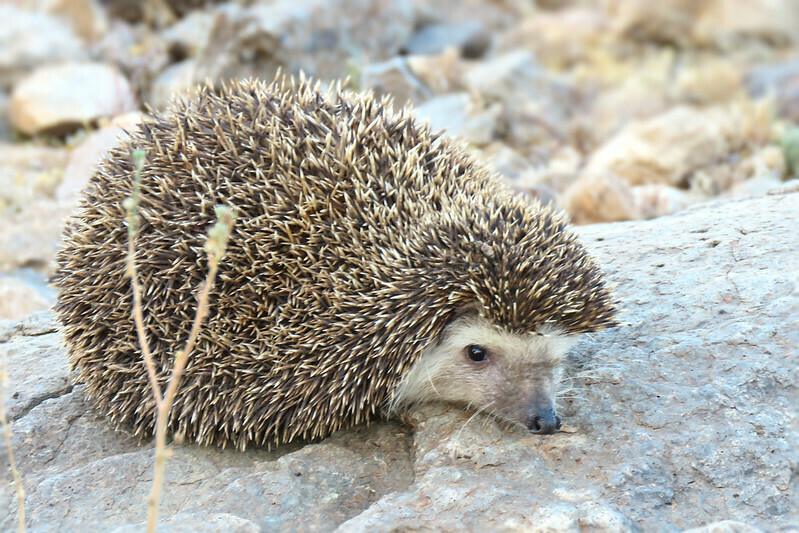 North African Hedgehog from 30.059167, -9.082778 on March 21, 2019 by ...