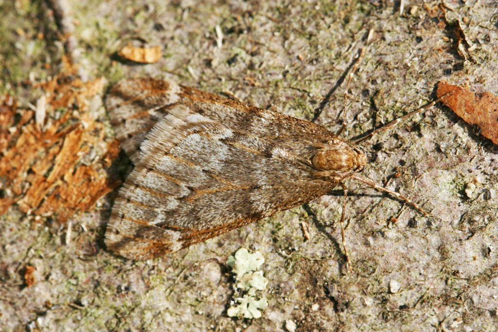 March Moth from North Gorley, Fordingbridge SP6, UK on March 19, 2005 ...