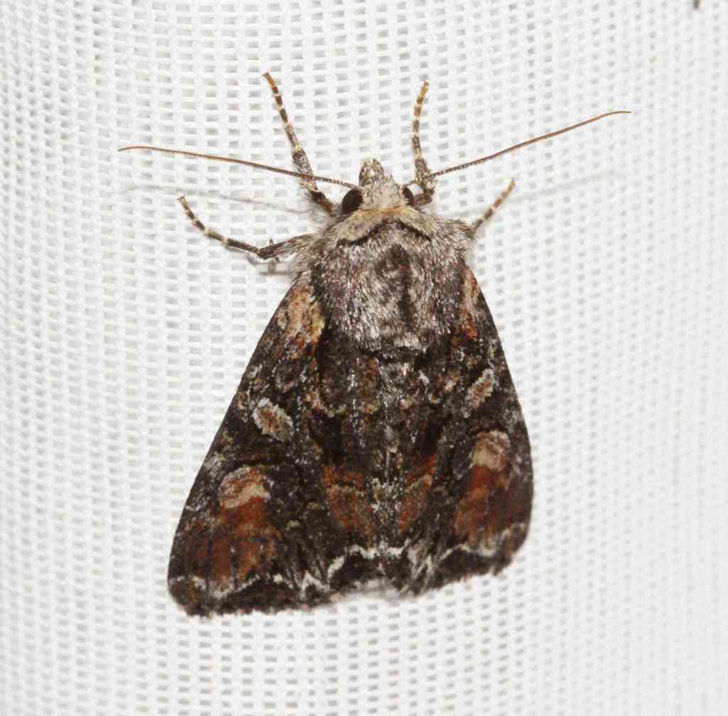 Nevada Arches Moth from Le Rocher-Percé, QC, Canada on July 29, 2019 at ...