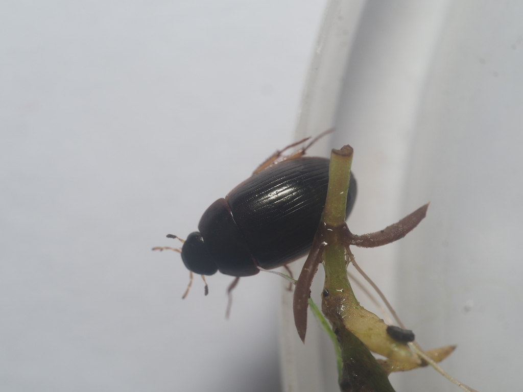 Hydrobius from Conwy Principal Area, UK on January 27, 2025 at 03:36 PM ...