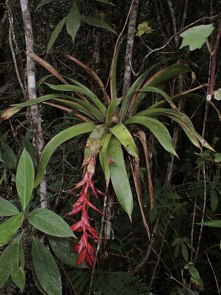 Tillandsia compacta in January 2025 by ulsterbotany · iNaturalist