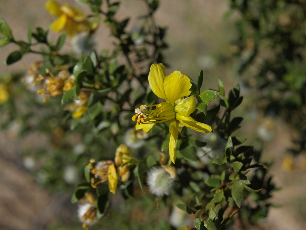 Creosote Bush (Larrea tridentata) - Botanical Realm
