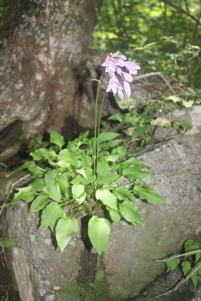 (Hosta capitata) - Botanical Realm