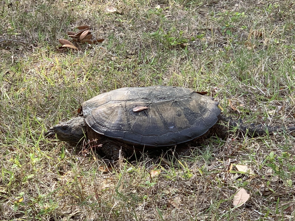 Common Snapping Turtle from Manatee County, US-FL, US on January 29 ...