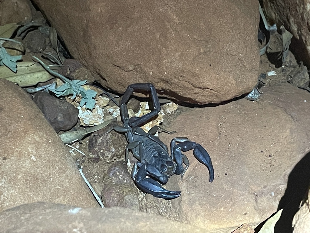 Urodacus from Kings Canyon, Petermann, NT, AU on January 27, 2025 at 08 ...