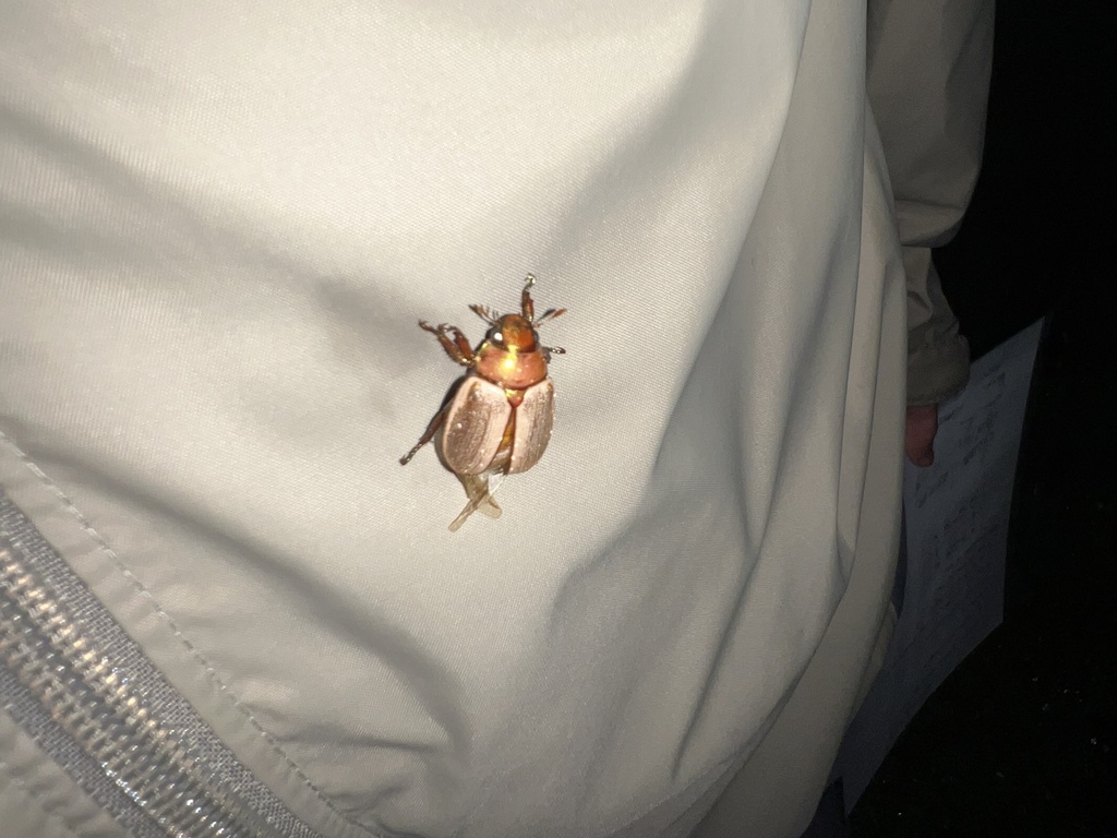 Anoplognathus daemeli from Danbulla, QLD, AU on January 29, 2025 at 08: ...
