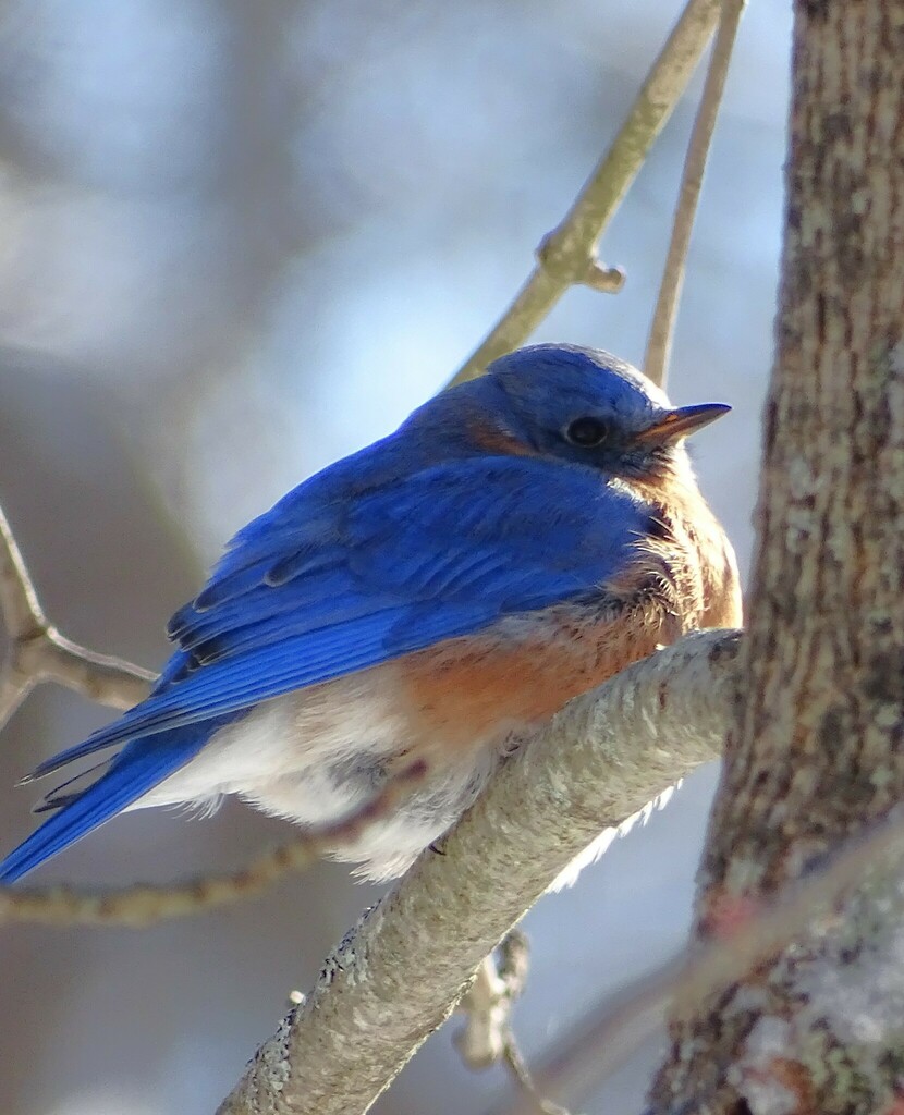 Eastern Bluebird from Greenland, NH, USA on January 20, 2025 at 02:37 ...