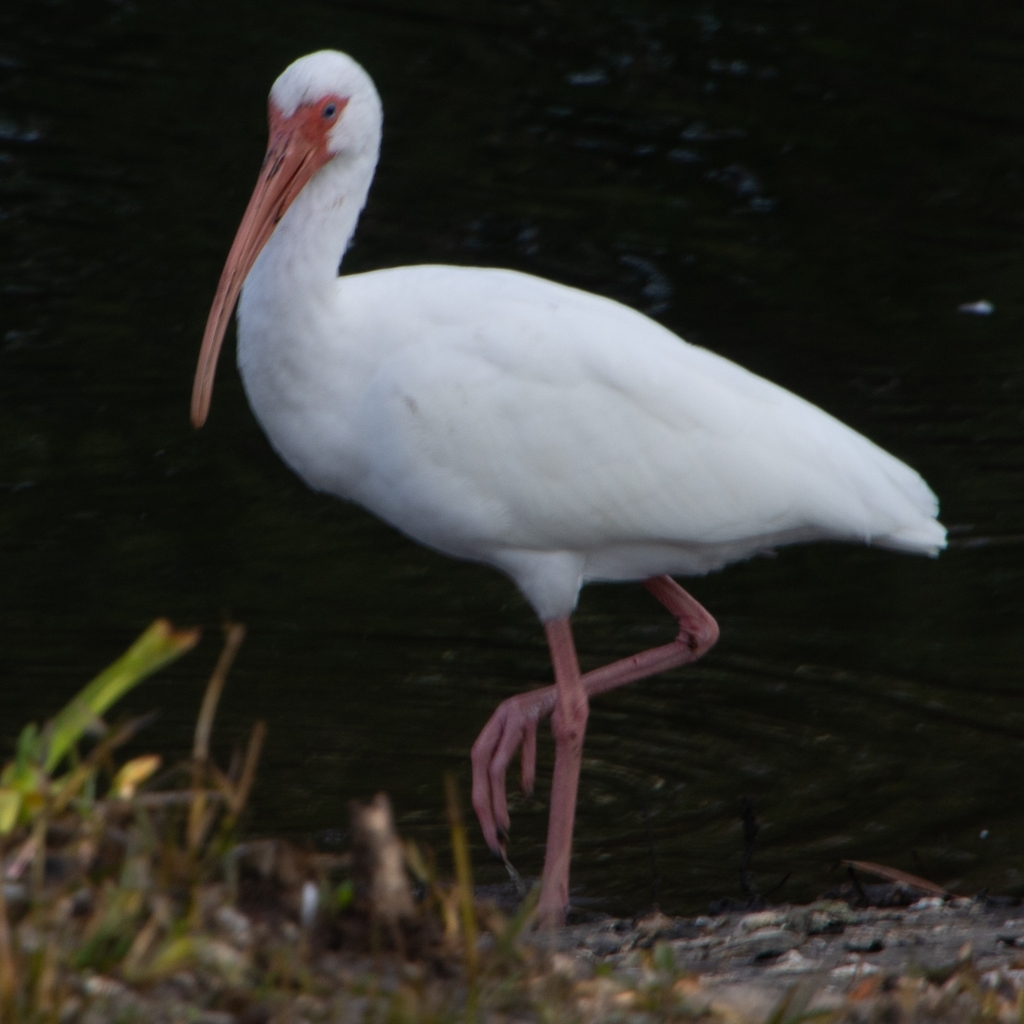 White Ibis from Crystal River, FL, USA on January 29, 2025 at 09:11 AM ...