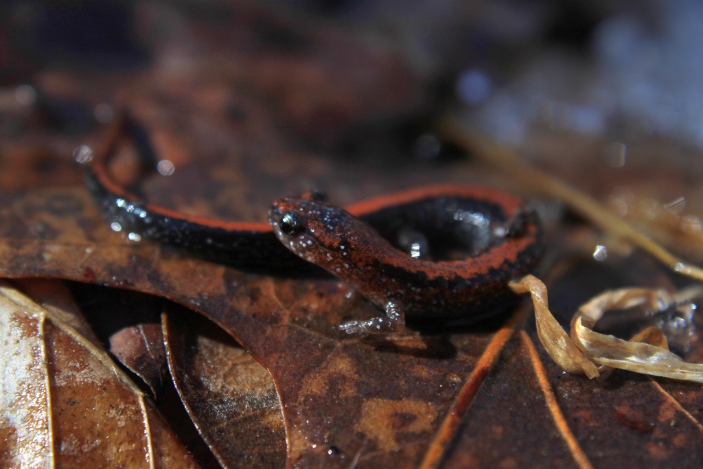 Eastern Red-backed Salamander in January 2025 by Danica. First herp of ...