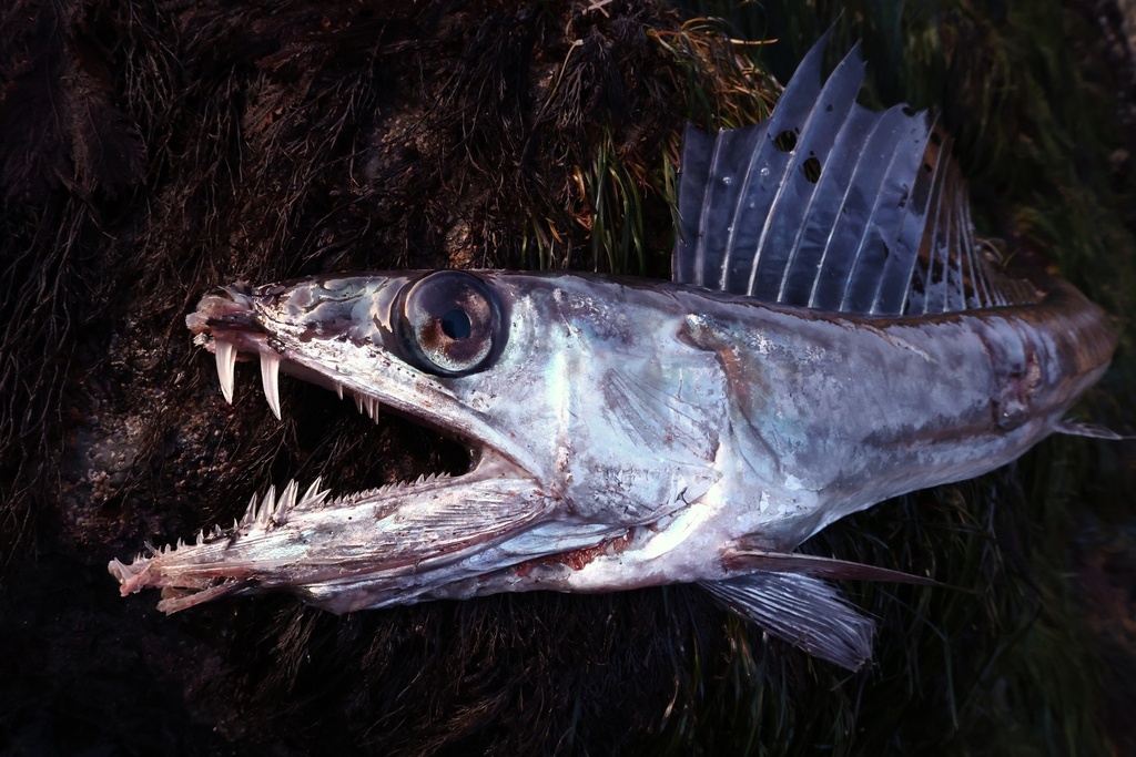 Lancetfishes (Alepisauridae) - Marine Life Identification