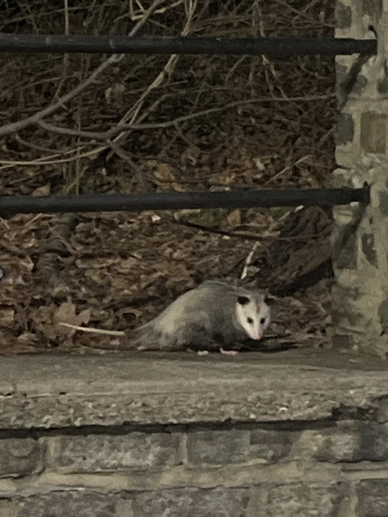 Virginia Opossum from Gale Pl, New York, NY, US on January 29, 2025 at ...
