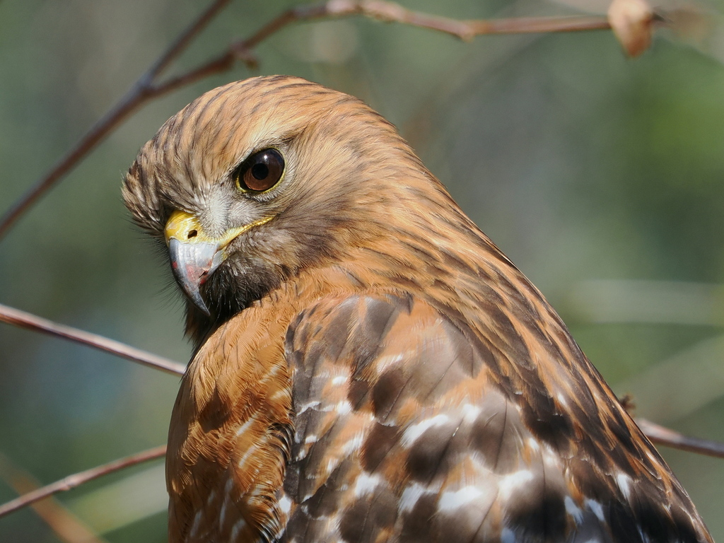 Red-shouldered Hawk from South Arroyo, Pasadena, CA, USA on January 29 ...