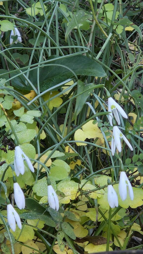 Queen Olga's Snowdrop in December 2024 by Wei_Zhou · iNaturalist
