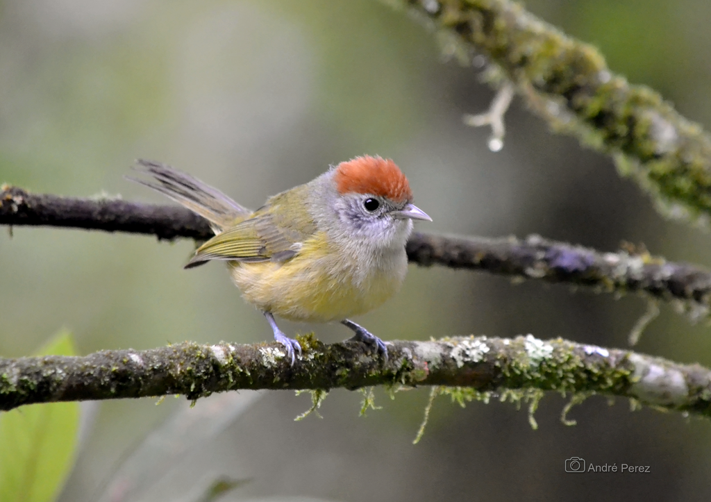 Rufous-crowned Greenlet from Paranapiacaba, Santo André - SP, Brasil on ...