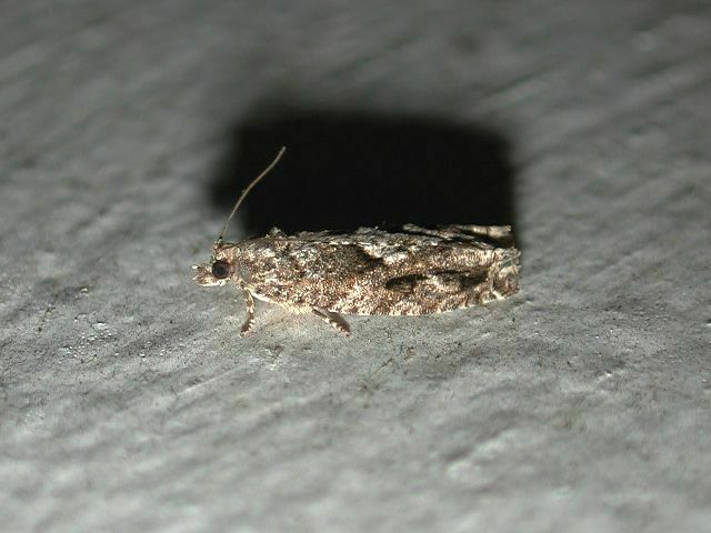 Pecan Bud Moth from Bedford Audubon Society, Katonah, NY, USA on May 27 ...