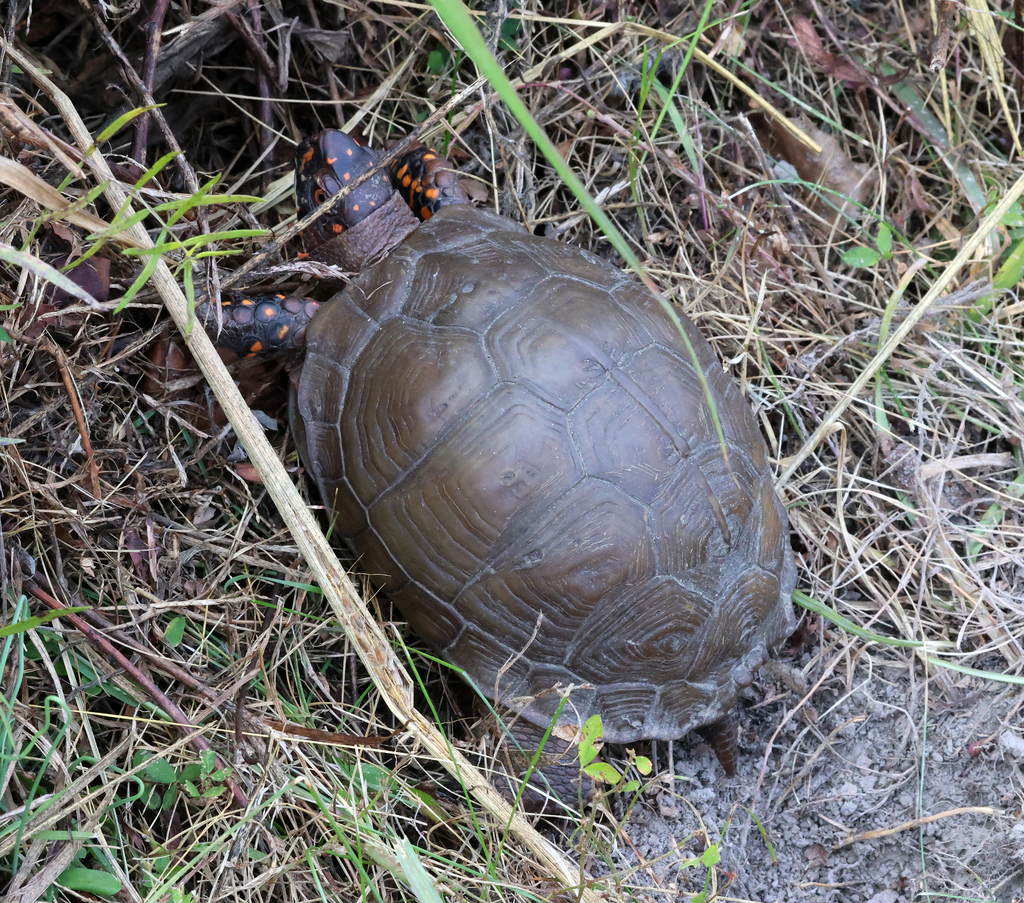 Three-toed Box Turtle in September 2024 by Ron Goetz · iNaturalist